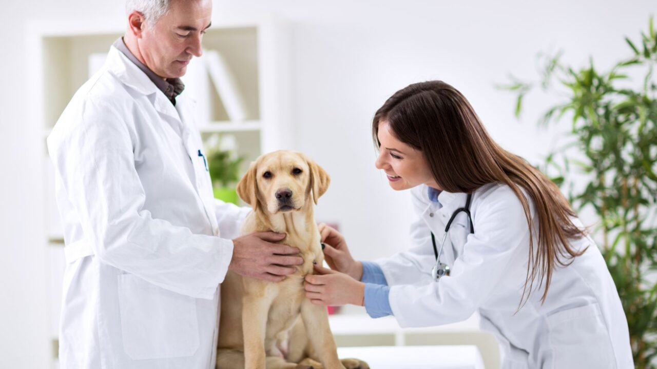Pontiac, IL 61764 Veterinary Services | Animal Wellness Center Of Pontiac